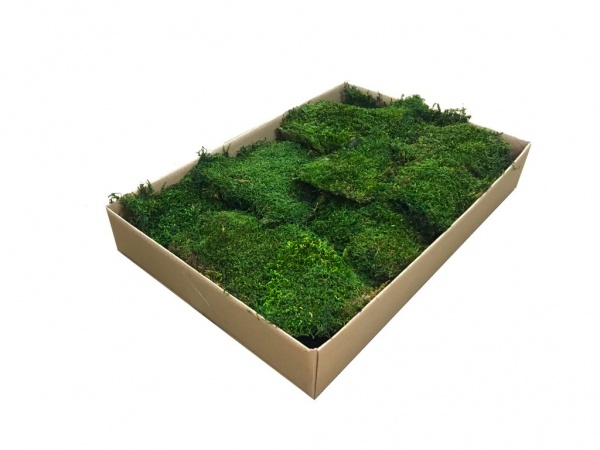 Flat Forest Moss | Premium Preserved Forest Moss, Sheet Moss for Moss ...