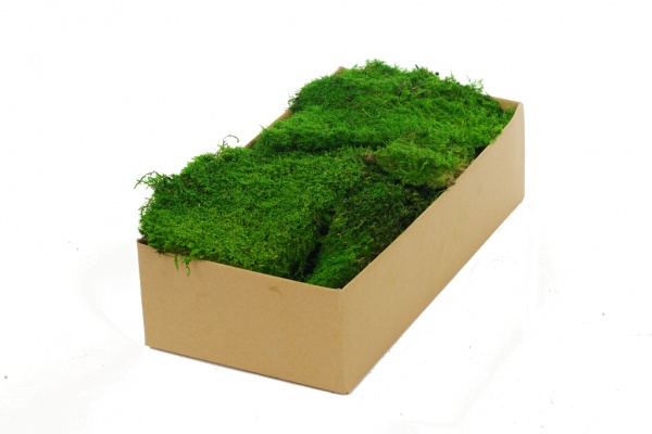 Flat Forest Moss | Premium Preserved Moss Sheets for Greenery Crafts ...