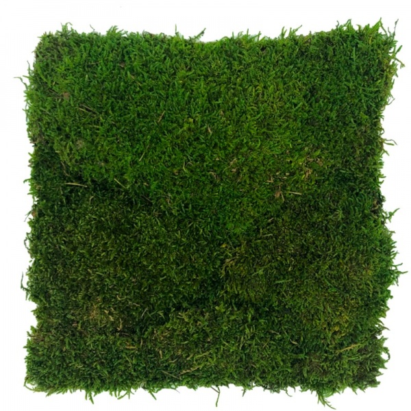 Preserved Moss Wholesaler EU - Buy Moss For Decorations and Green Walls ...