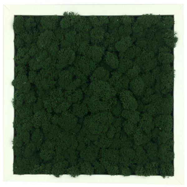 Moss Wall Art, Presetved Moss Paintings. moss-shop.eu