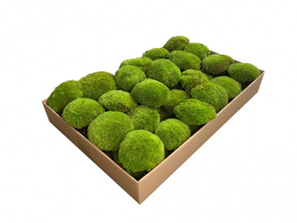 Preserved Moss Wholesaler EU - Buy Moss For Decorations and Green Walls ...