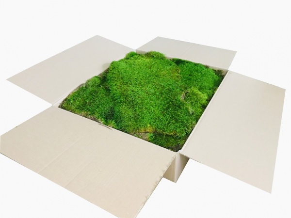 Preserved Moss Wholesaler EU - Buy Moss For Decorations and Green Walls ...