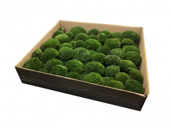 Preserved Moss Wholesaler EU - Buy Moss For Decorations and Green Walls ...