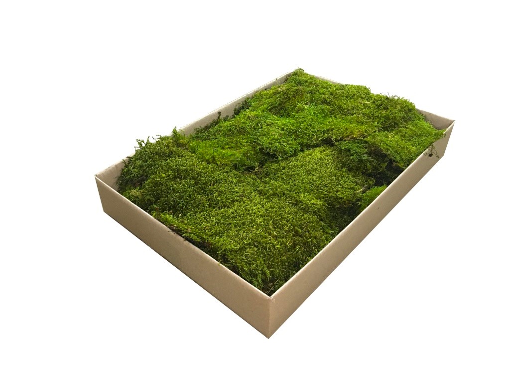 Premium Preserved Alpine ( Tyrolean ) Flat Moss Light Green Bulk Box ...