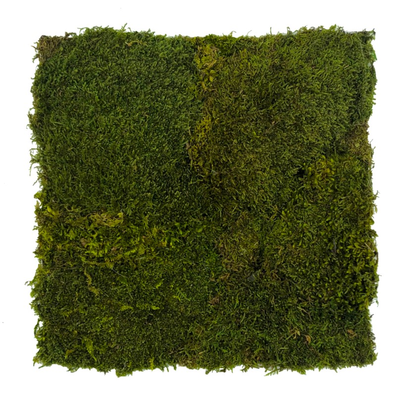 Frameless " Tyrolean " Flat moss wall panel 50 x 50cm | color - light ...