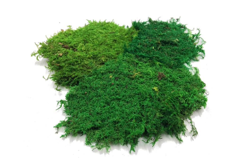 Preserved Moss EU - Moss Wholesaler For Decorations and Green Walls ...