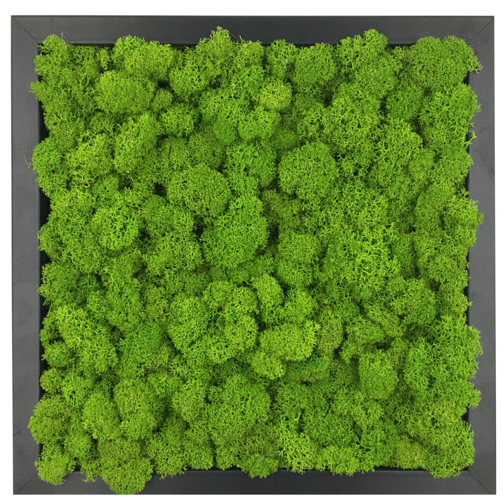Natural Reindeer Moss Wall Art - Moss painting 25x25 cm In Black Wooden ...