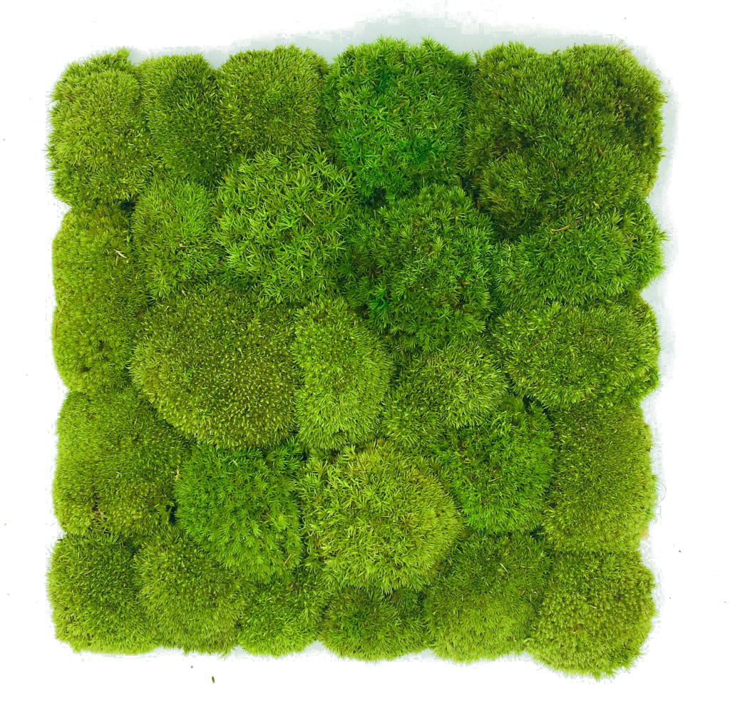 Preserved Pillow moss wall panel 30x30cm - Pole moss wall panel, Create ...