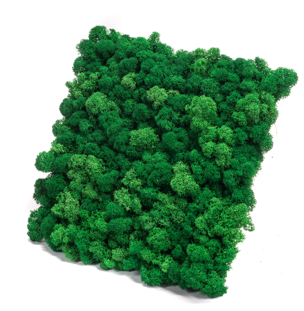 Premium Preserved Reindeer Moss Wall Panel 50x50cm – Medium Green moss ...